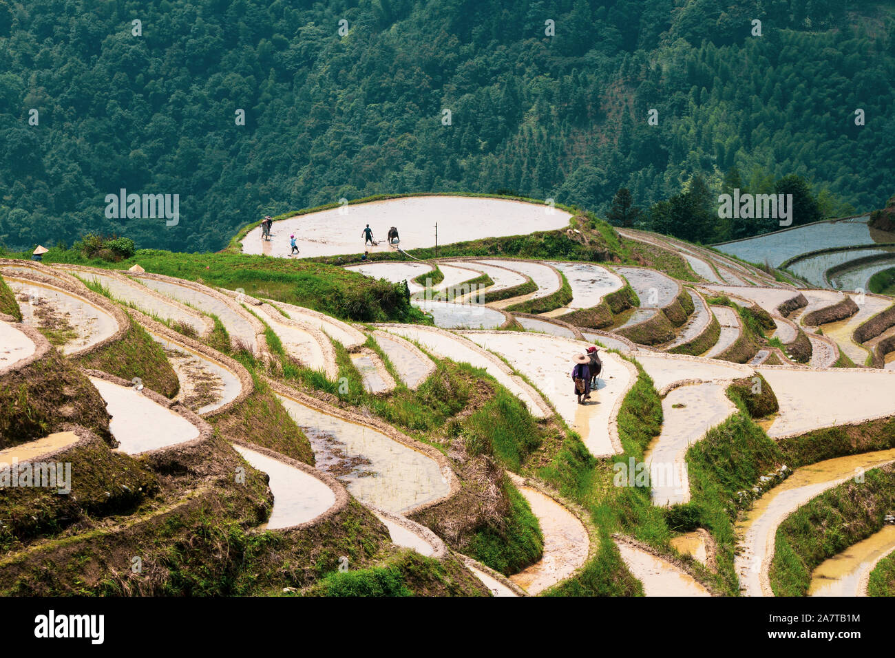 --FILE--Chinese farmers work in the Longji terraced fields in Longsheng ...