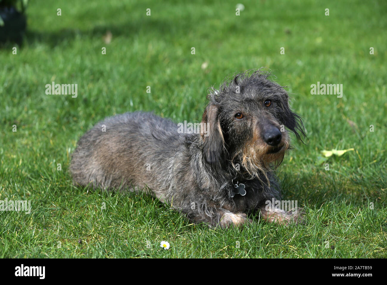 Standard wire haired dachshund hi-res stock photography and images - Alamy