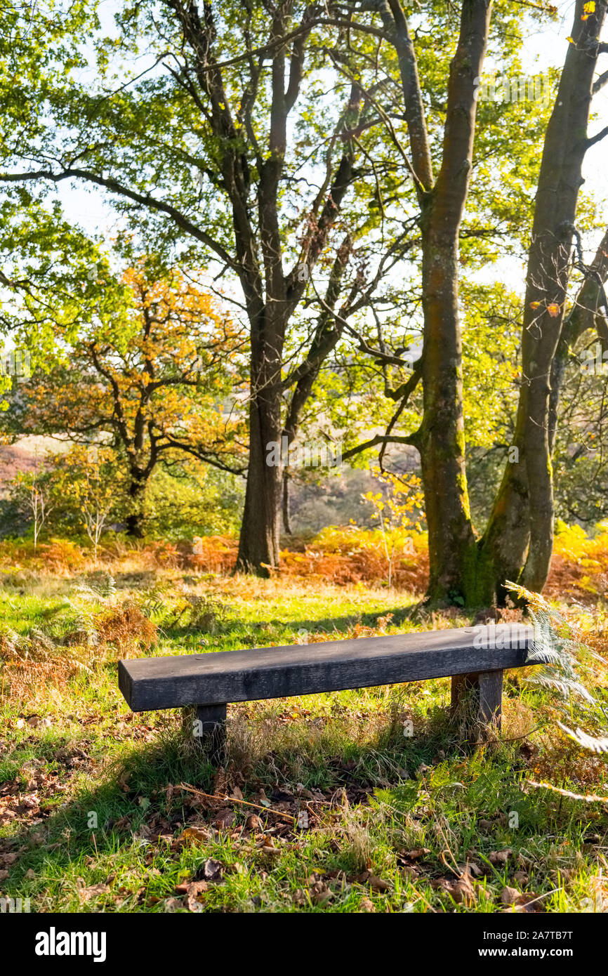 Empty bench in a woodland setting, Goyt Valley, Peak District National ...