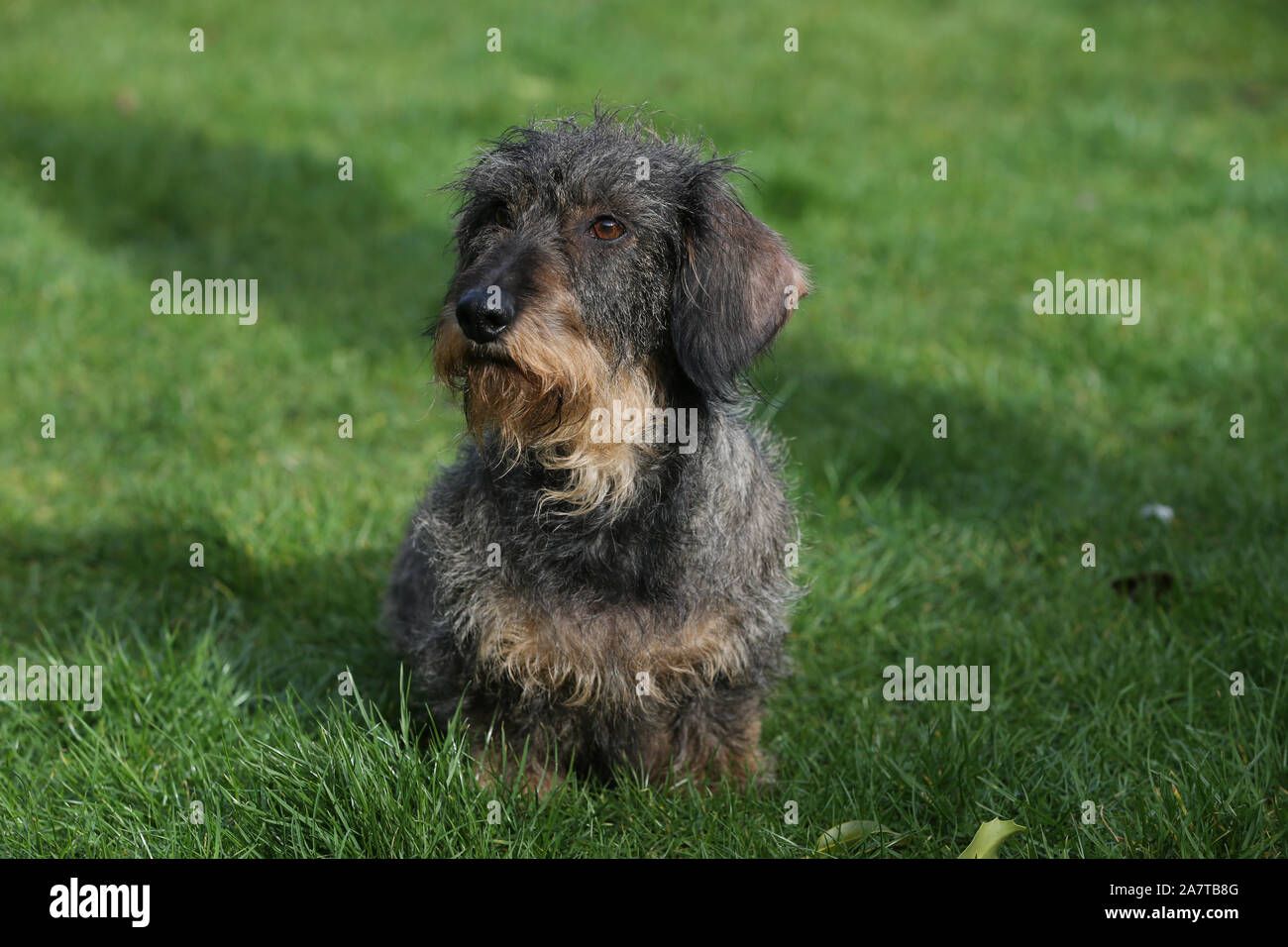 Standard wire haired dachshund hi-res stock photography and images - Alamy