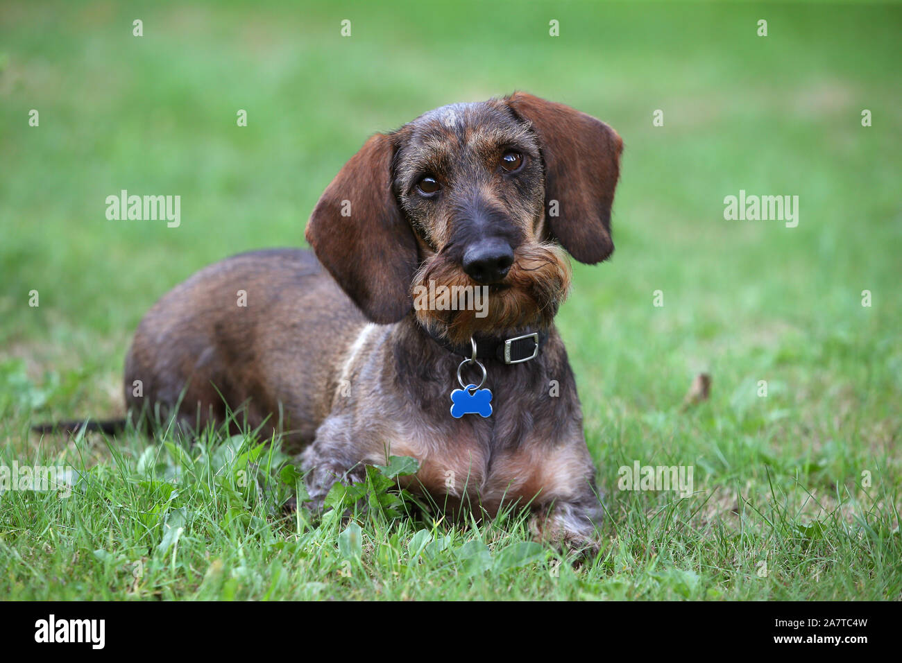 Standard wire haired dachshund hi-res stock photography and images - Alamy
