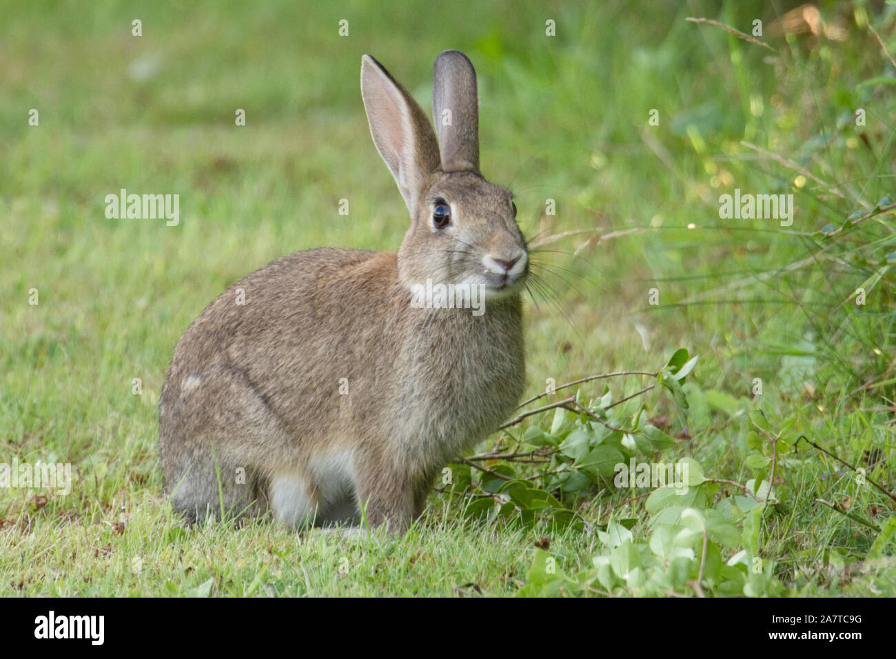 European Rabbit, Oryctolagus cuniculus, wild rabbit feeding beside ...