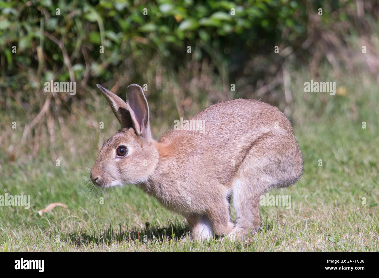European Rabbit, Oryctolagus cuniculus, wild rabbit running across ...
