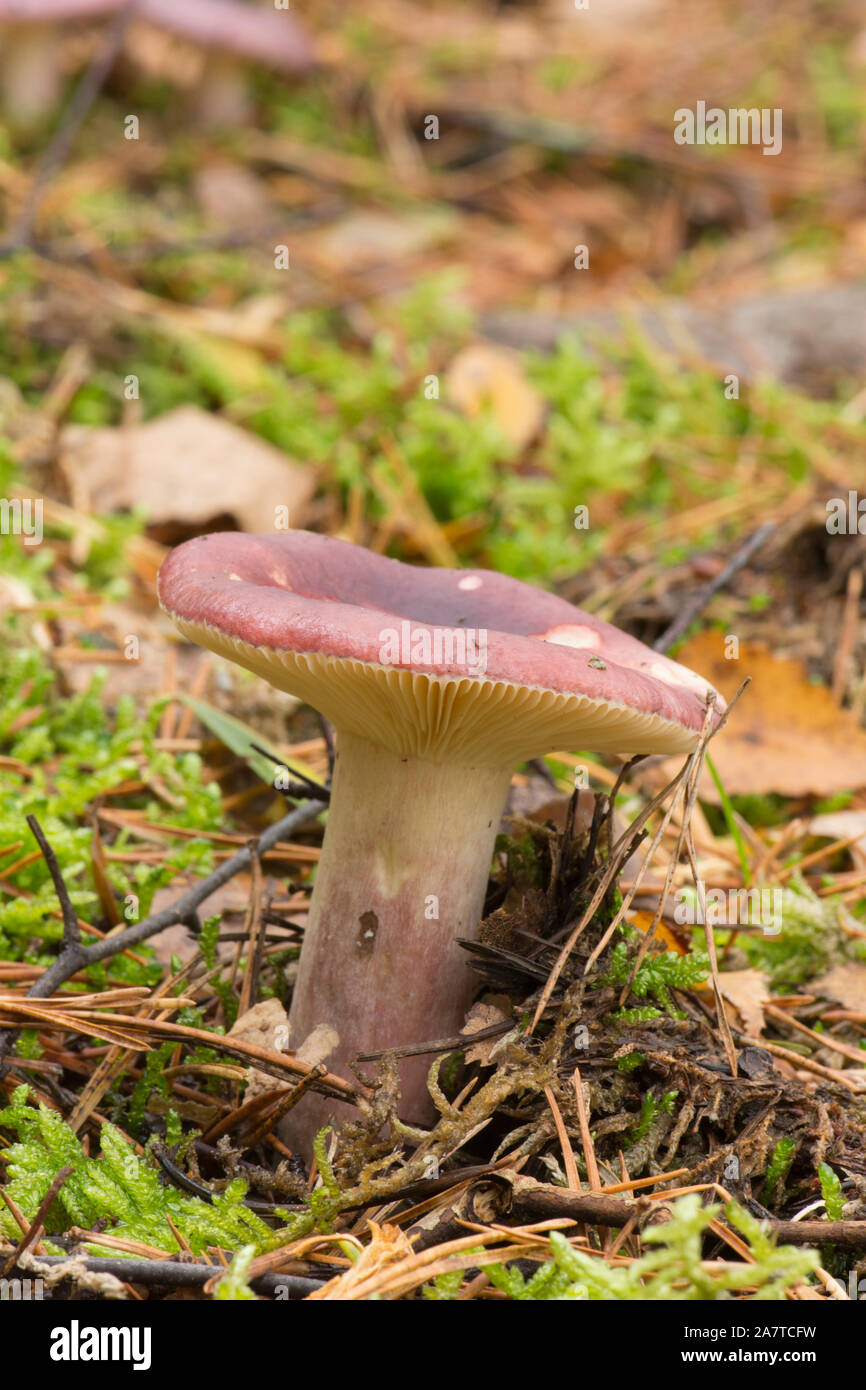 Russula queletii, Fruity Brittlegill, single mauve and purple toadstool ...
