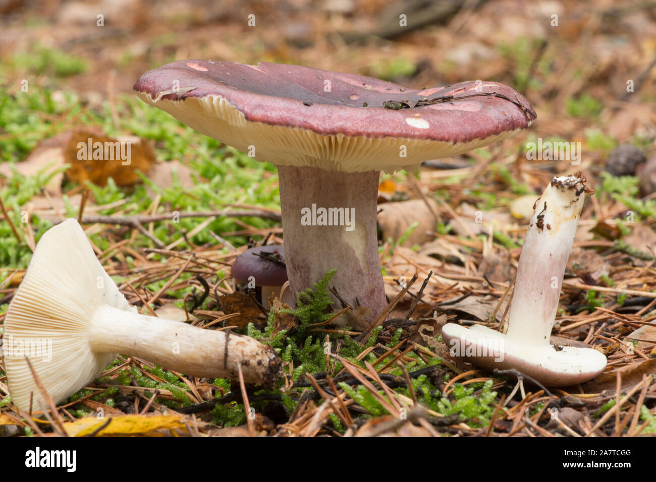 Upturned gills hi-res stock photography and images - Alamy