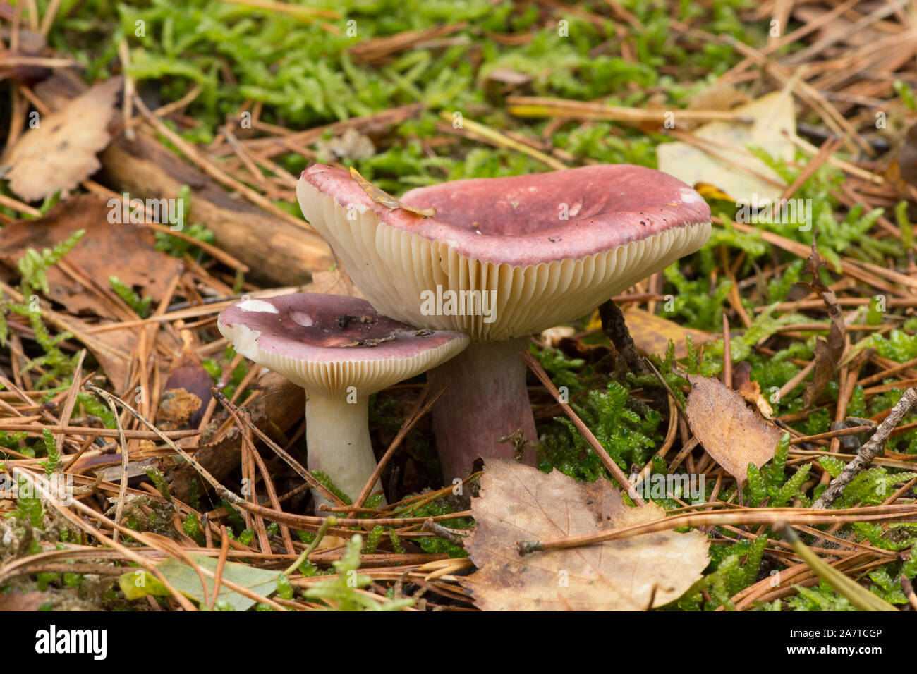 Purple toadstool hi-res stock photography and images - Alamy