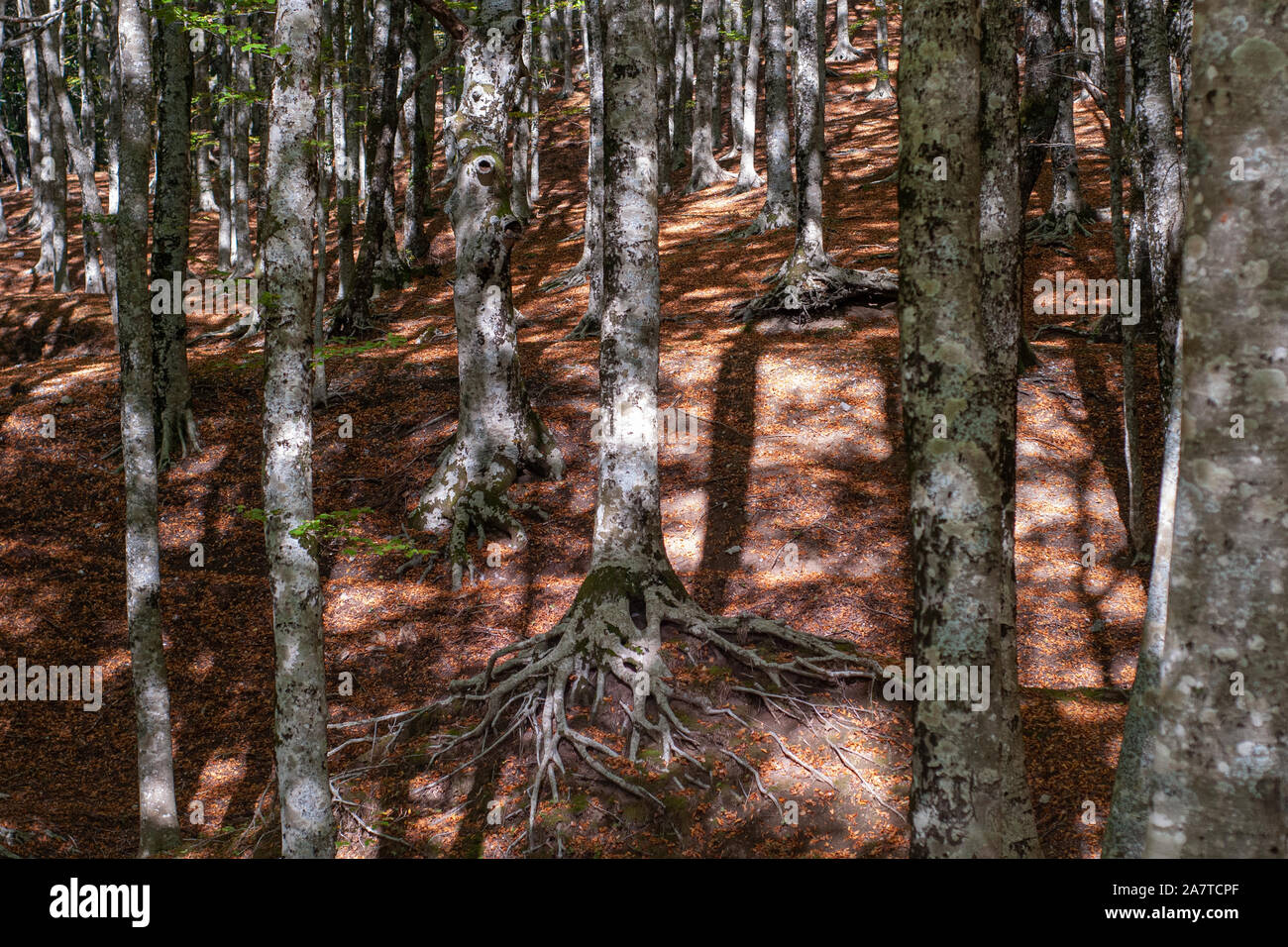 Beech Trees, with their roots out of the ground, taken on Mount Faito ...