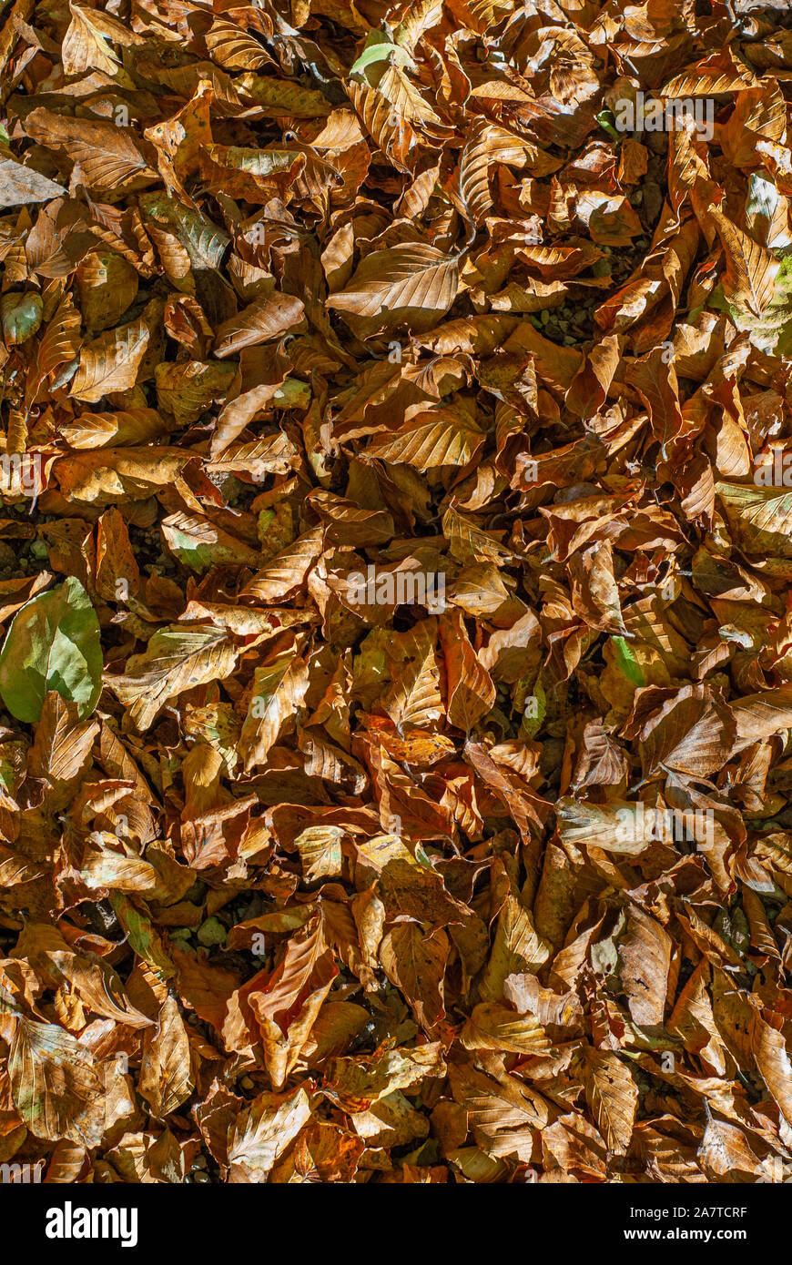 Coppery color hi-res stock photography and images - Alamy