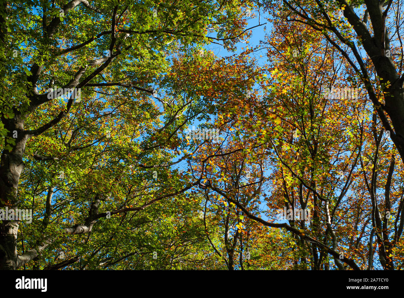 Weaving of Beech foliage in the autumn, taken on Mount Faito Stock ...
