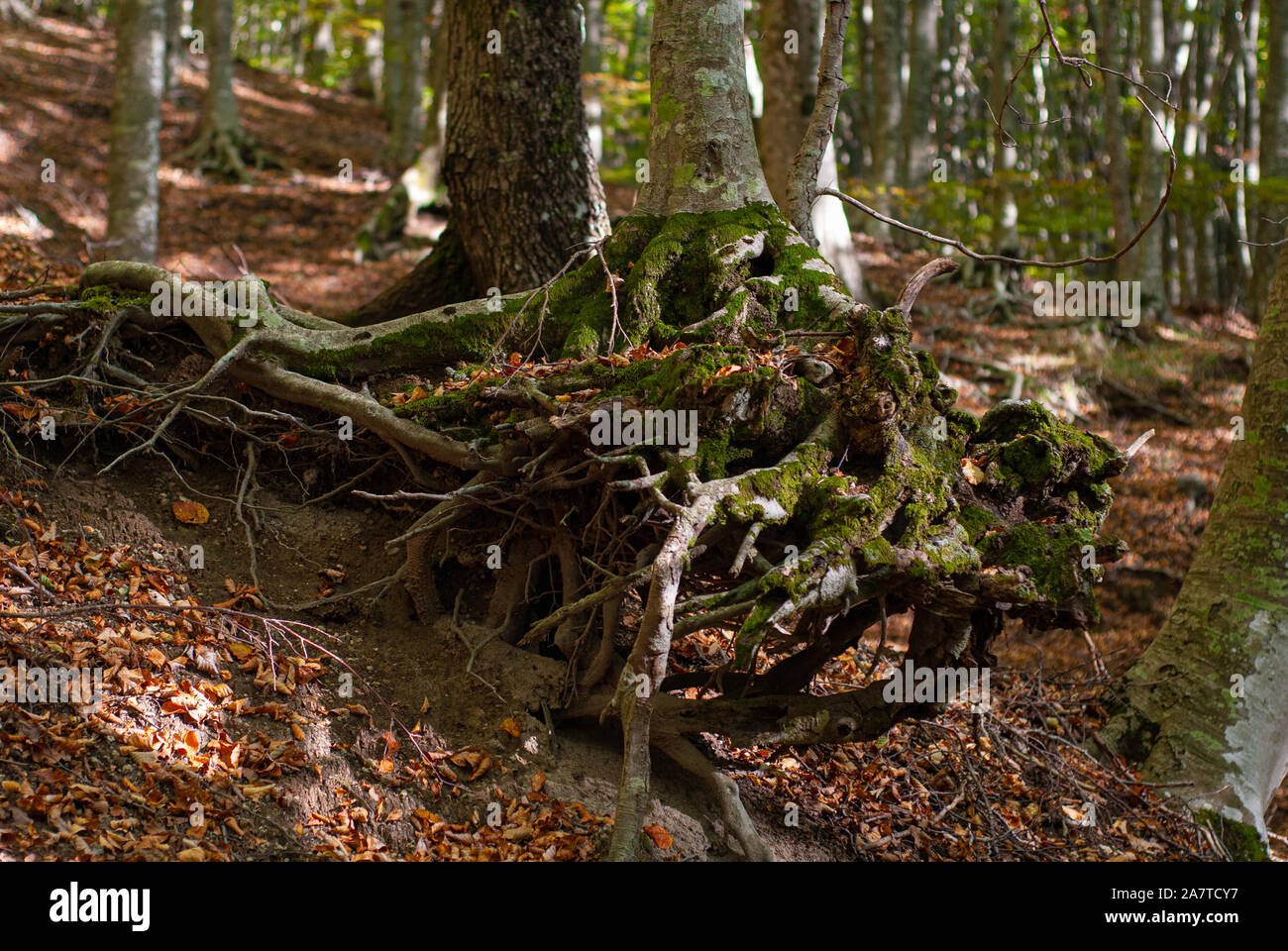 Detail of the roots of a young Beech tree, discovered from the friable ...