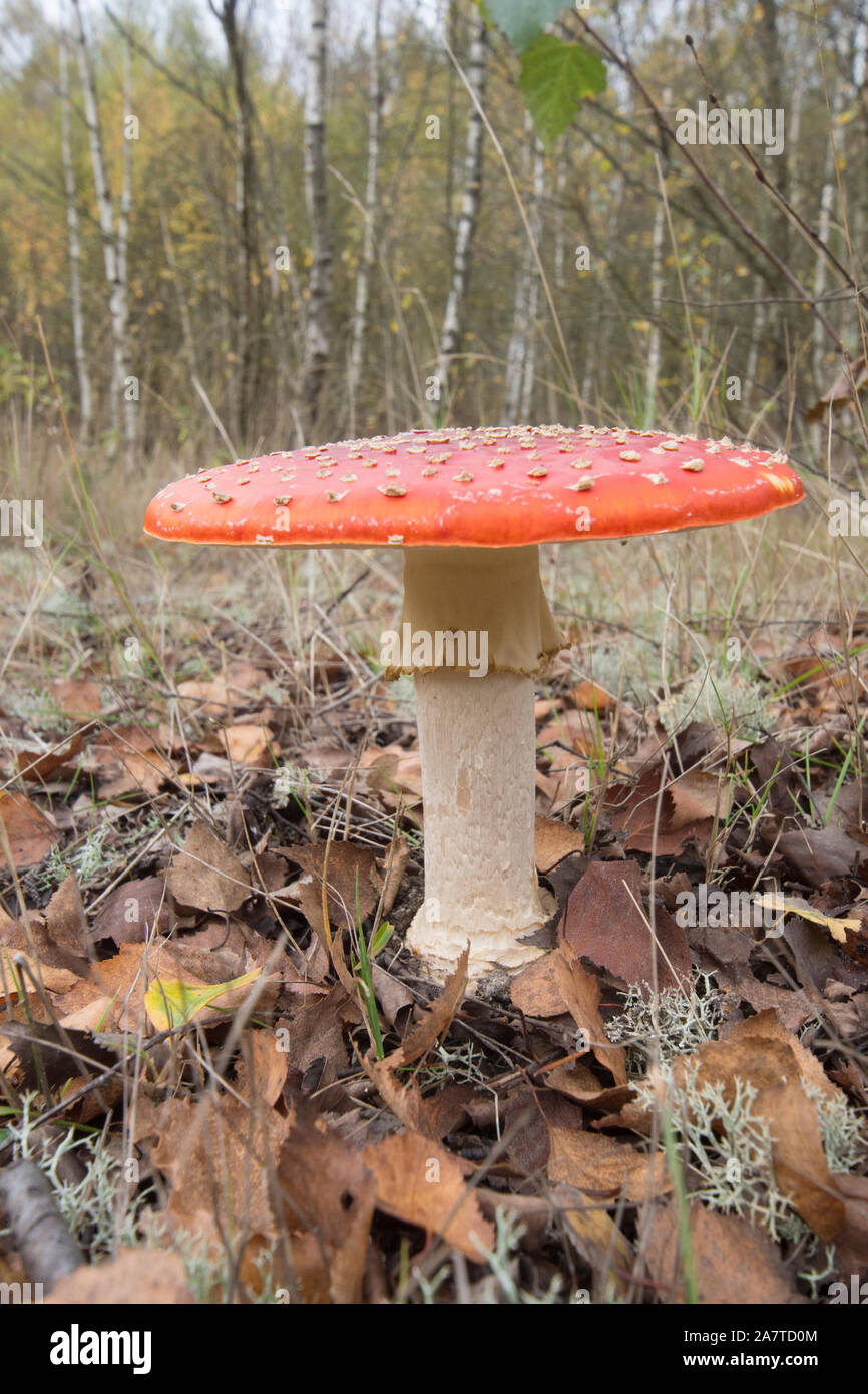 Fly Agaric, Amanita muscaria, toadstool, fungus, in Silver Birch ...