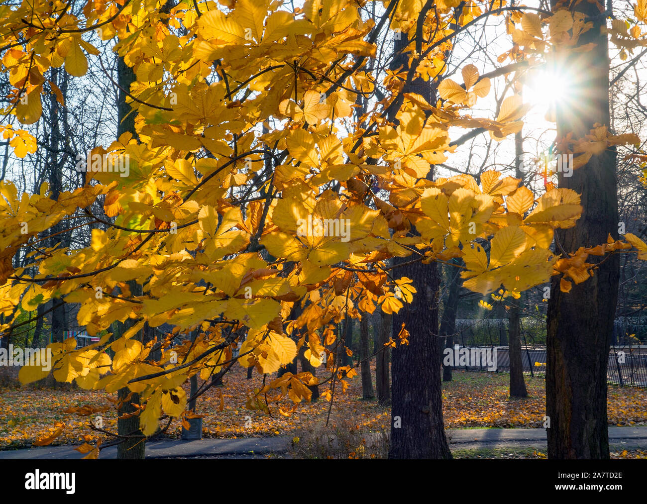 Yellow chestnut leaves hi-res stock photography and images - Alamy