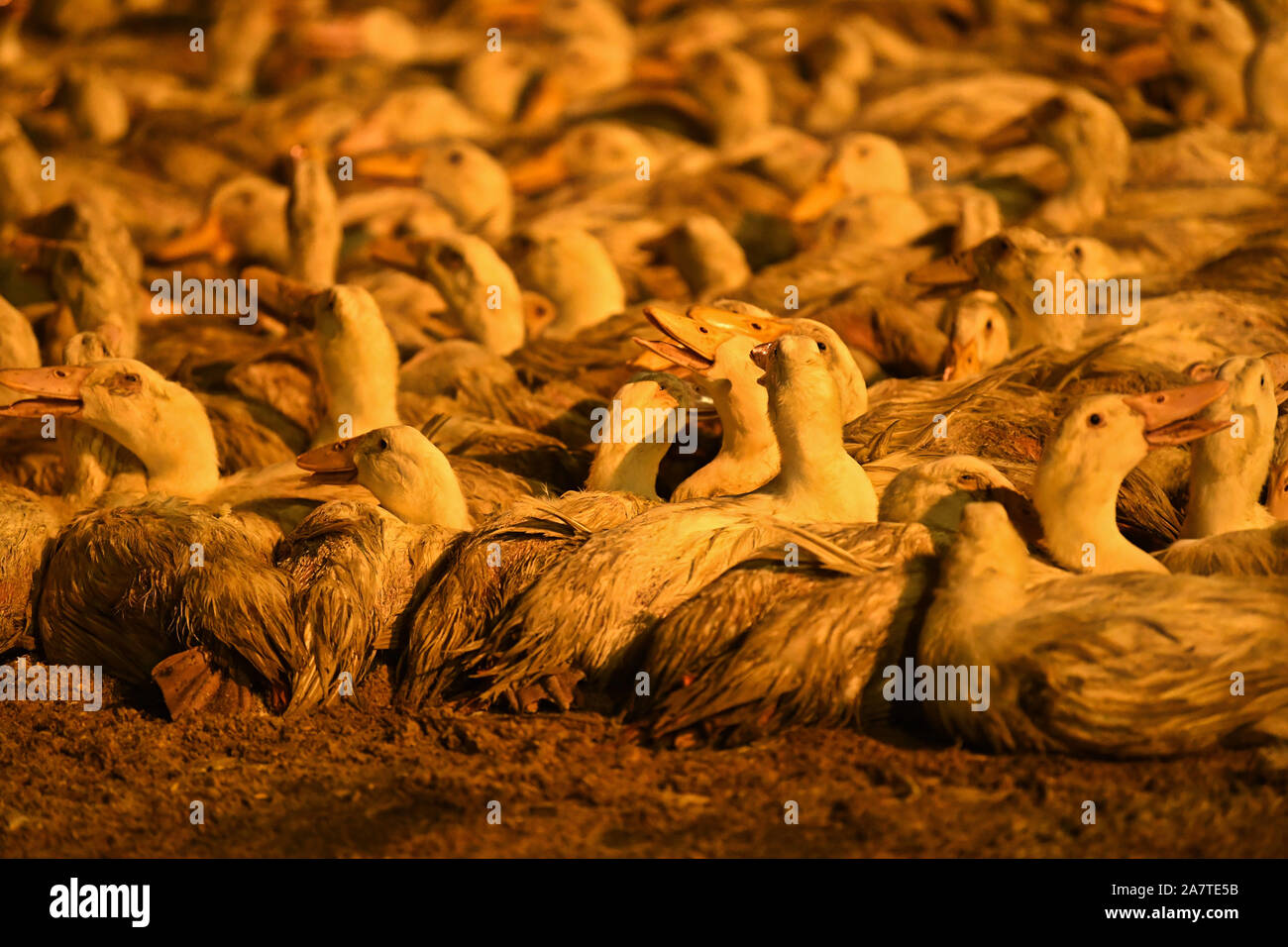More than 100,000 live ducks are to be sold for the annual Zhongyuan ...