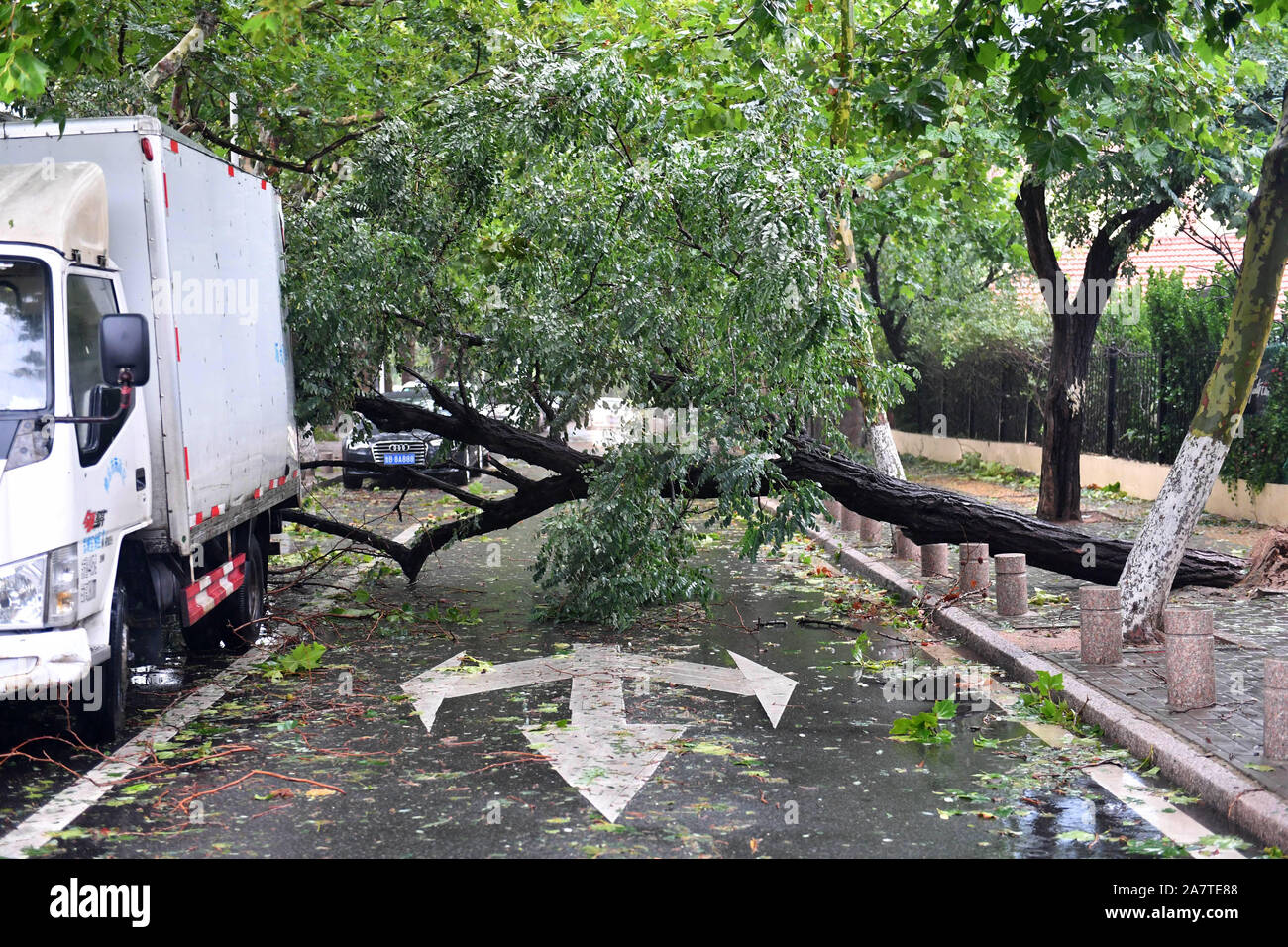 A tree is uprooted by strong wind caused by the Typhoon Lekima, the 9th ...
