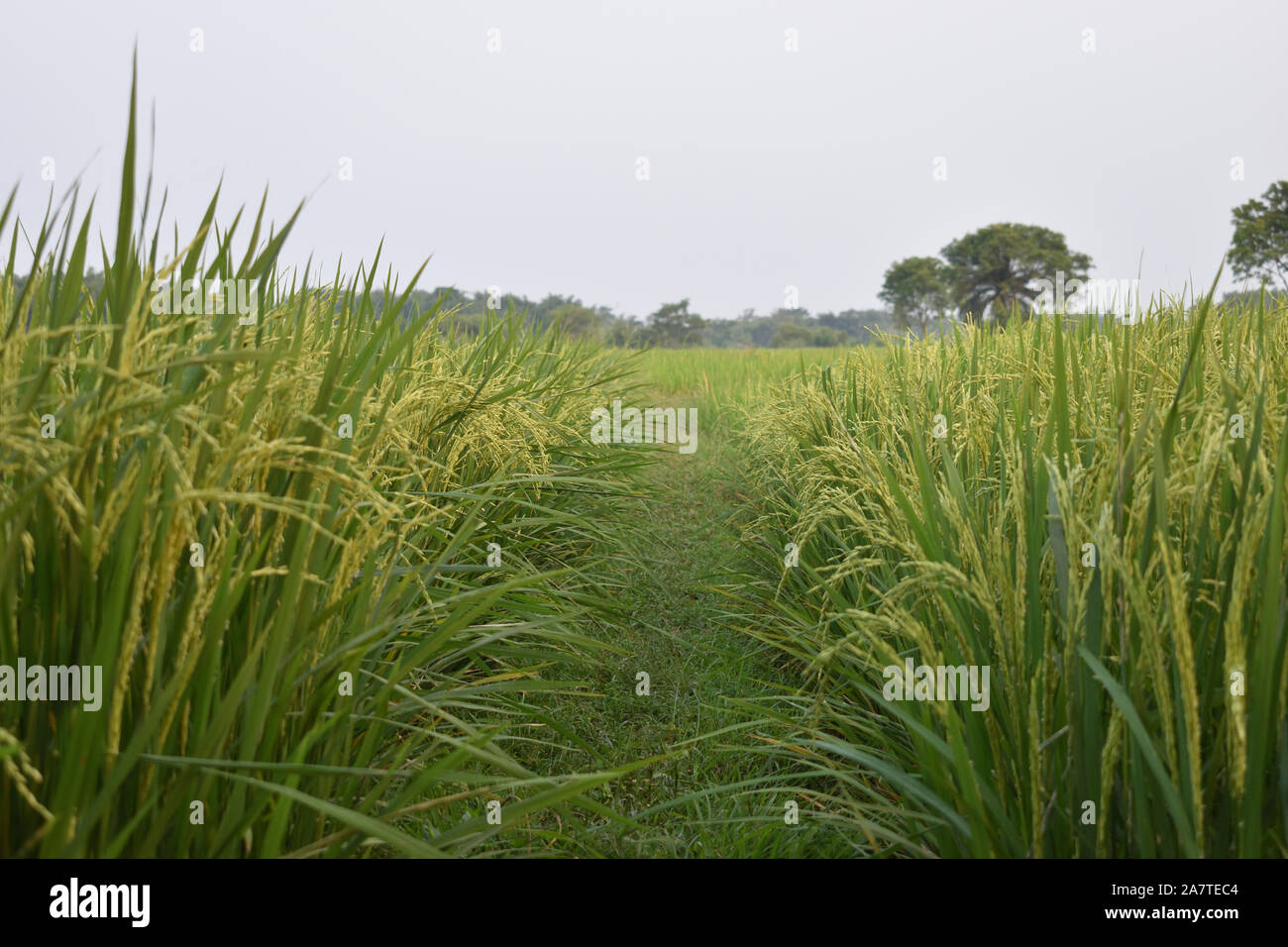 paddy tree farming and border out door Stock Photo - Alamy