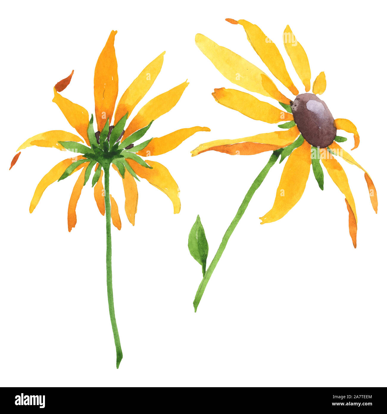 Rudbeckia hirta floral botanical flowers. Watercolor background set ...
