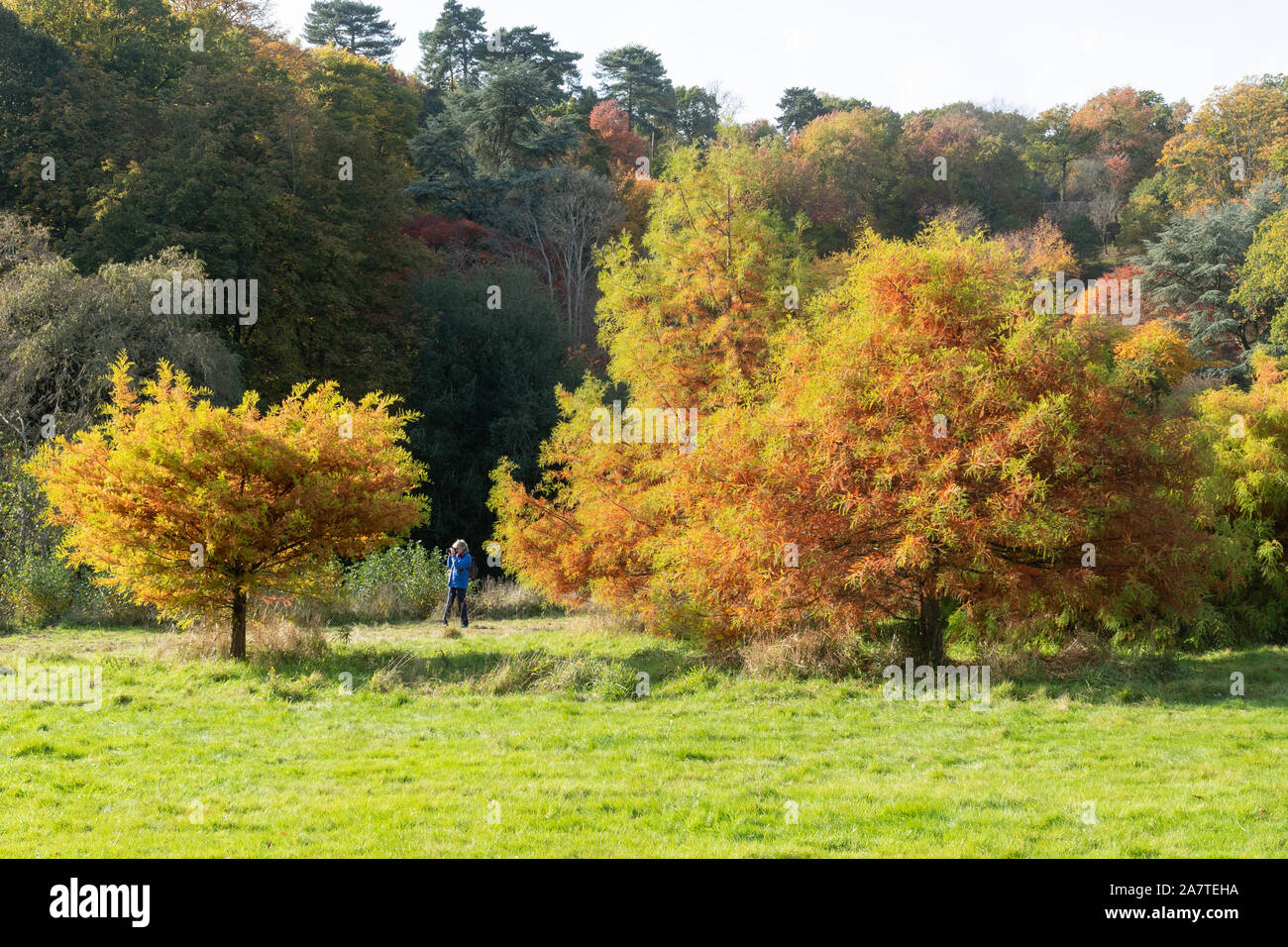 Surrey autumn colours landscape hi-res stock photography and images - Alamy