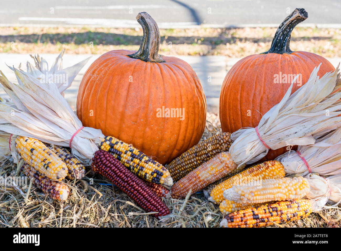 outdoor autumn display of orange pumpkins and indian dried corn bunches ...