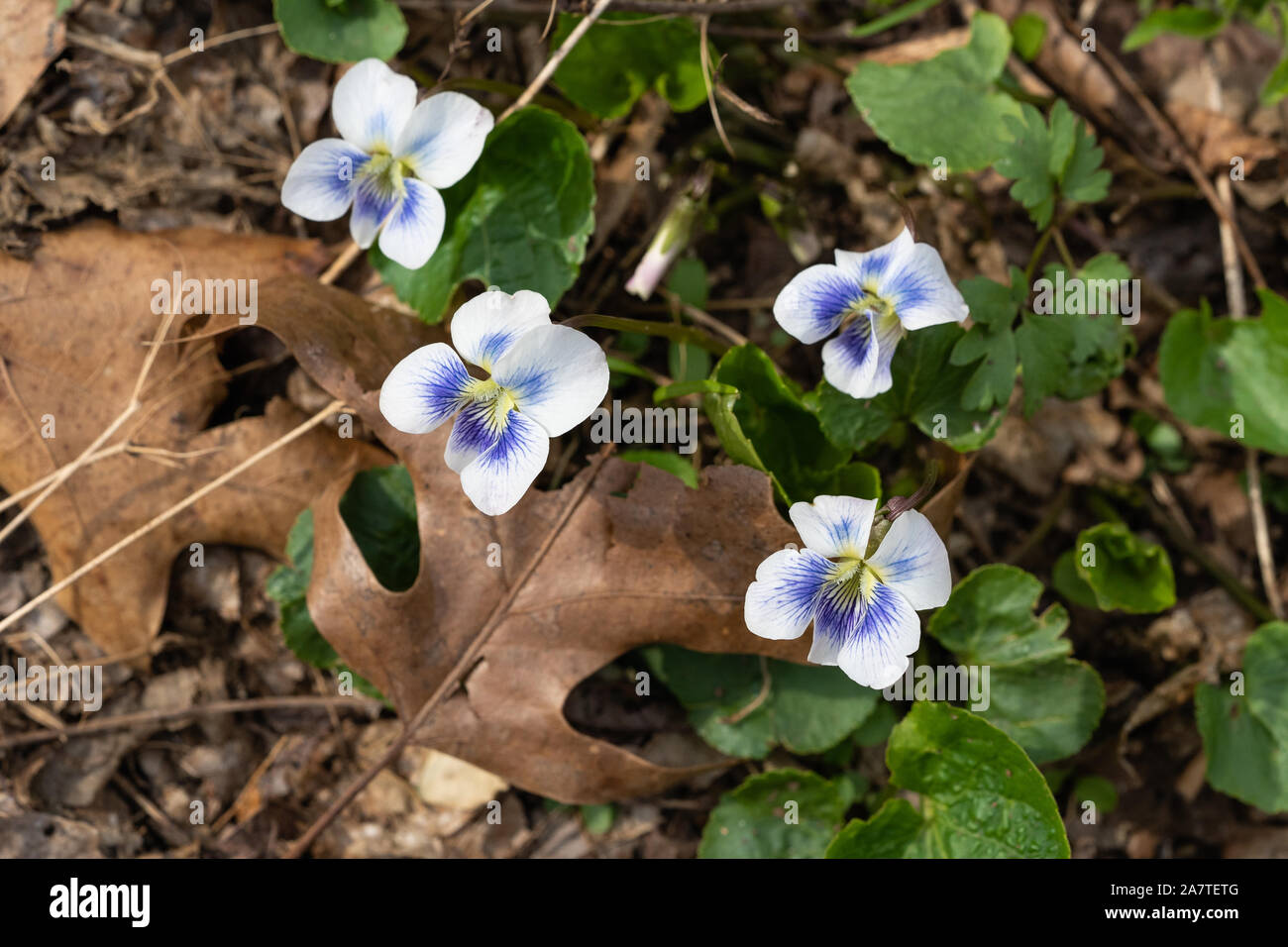 Johnny jump up flower hi-res stock photography and images - Alamy