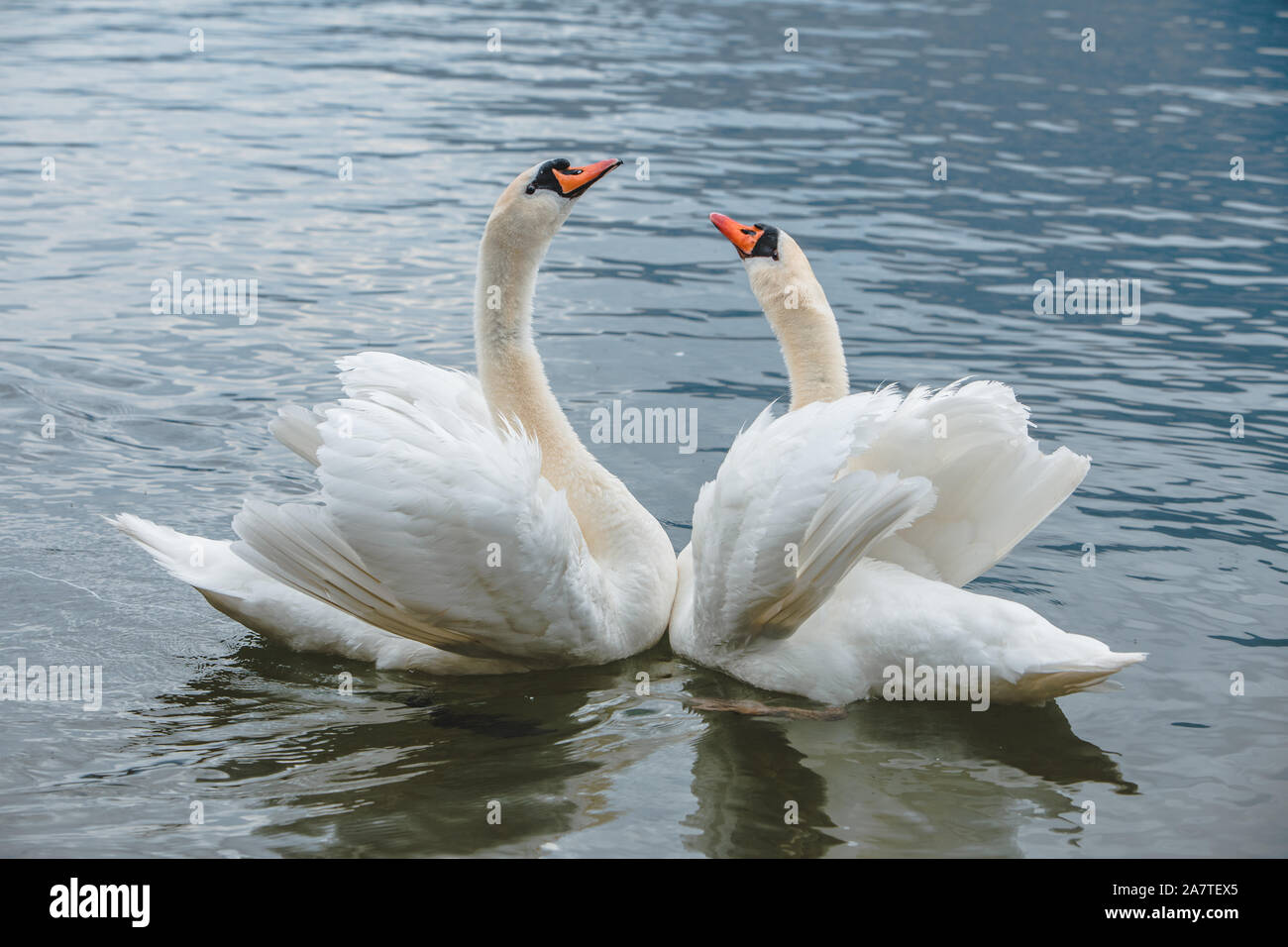 two swans in lake love dance Stock Photo - Alamy
