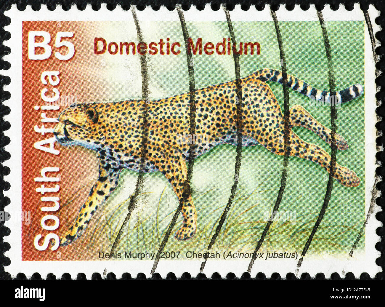 Running cheetah on South African postage stamp Stock Photo - Alamy