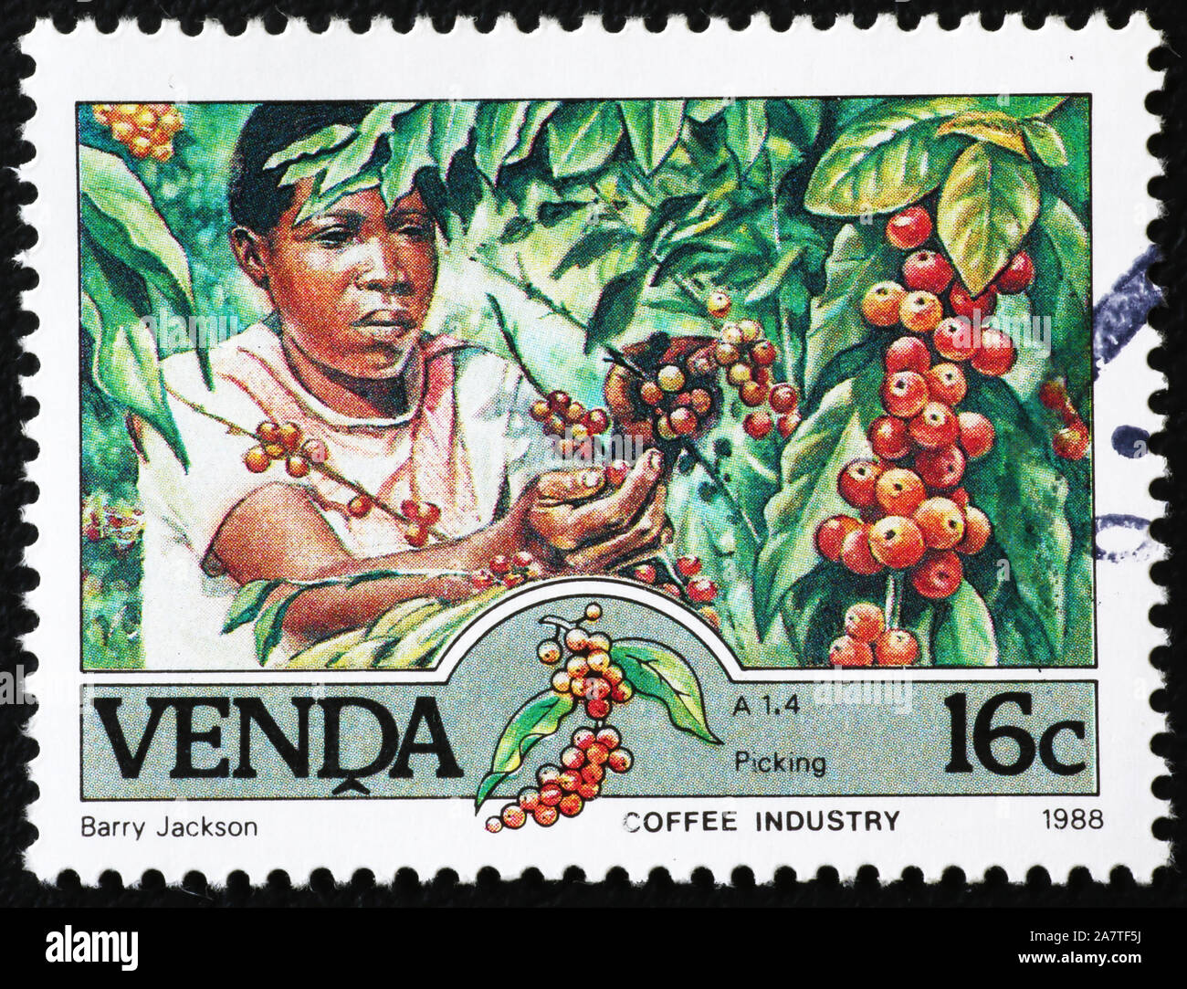 Woman picking coffee berries on postage stamp Stock Photo - Alamy