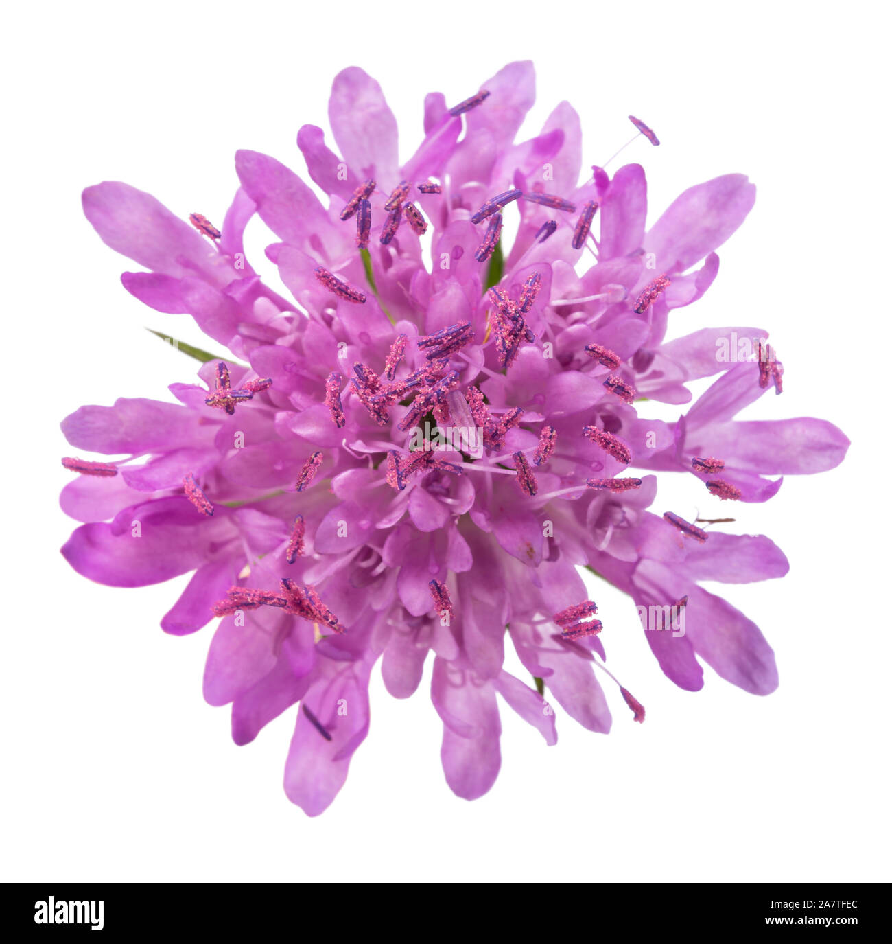 Field scabious flower isolated on white background Stock Photo - Alamy