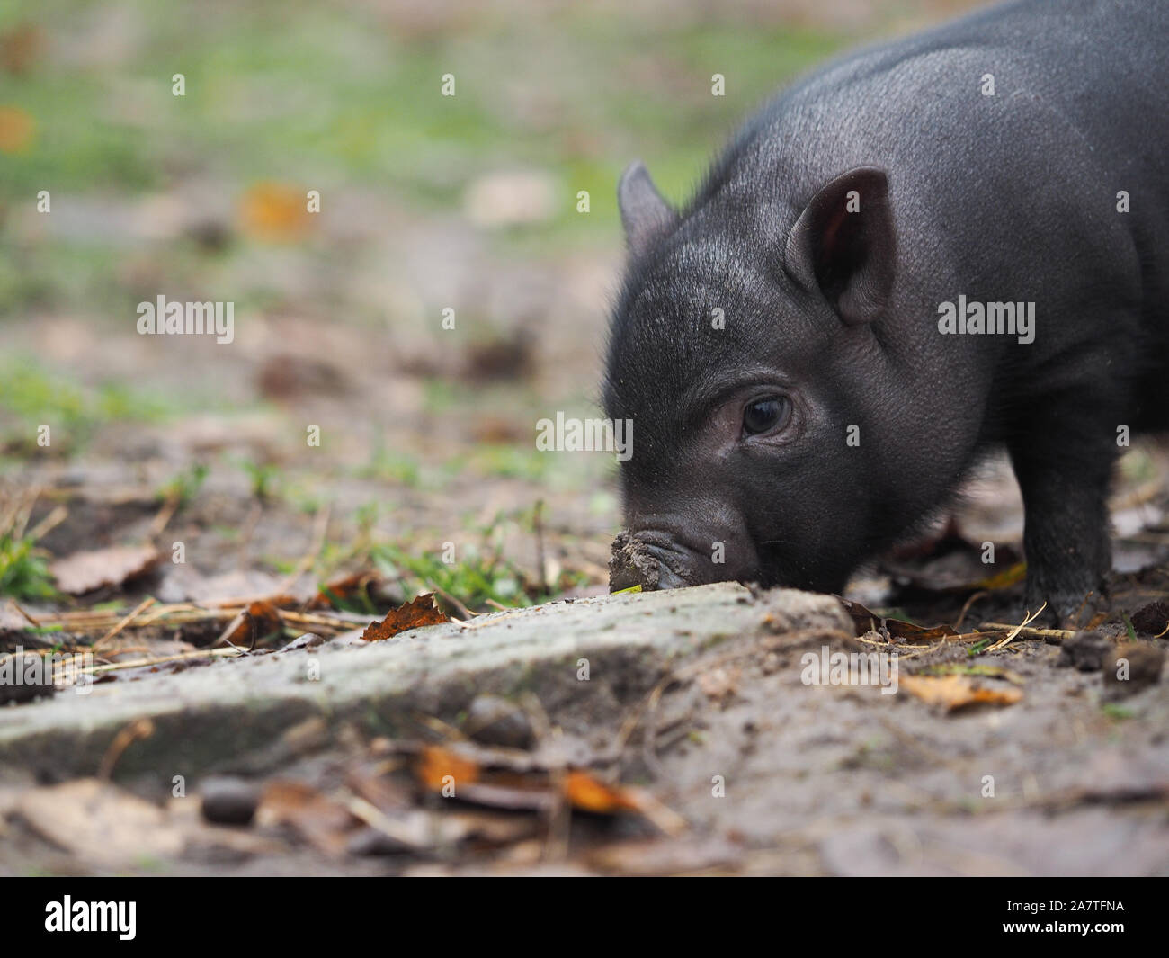 Instinct little hi-res stock photography and images - Alamy