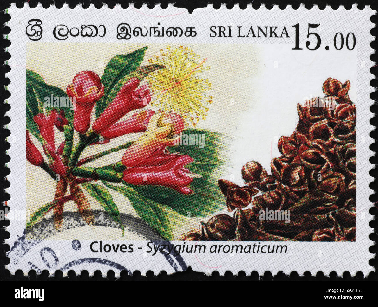 Clove production on stamp of Sri Lanka Stock Photo - Alamy