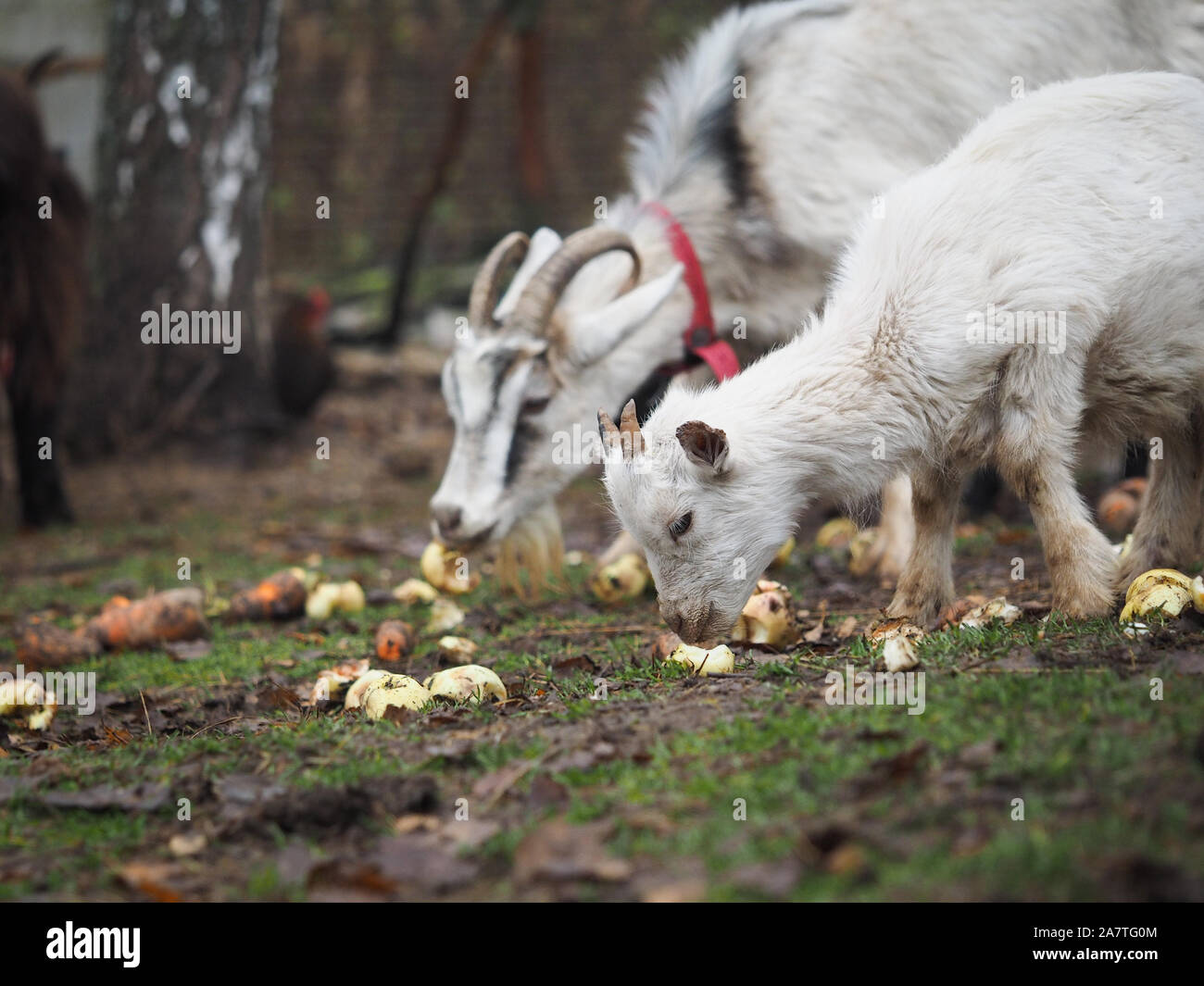 Apples and goats hi-res stock photography and images - Alamy