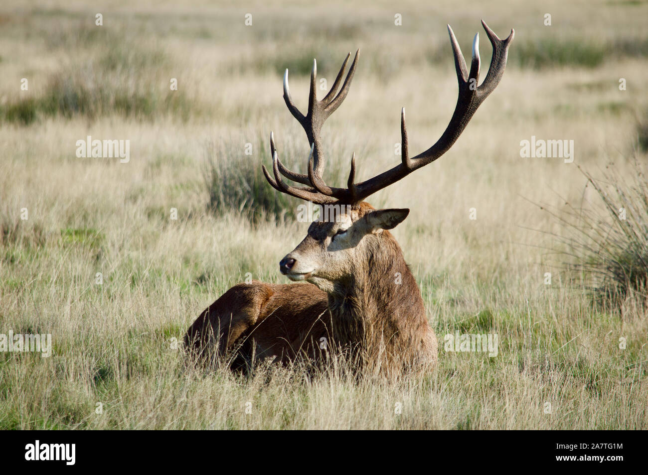 A stag at Richmond Park, UK Stock Photo - Alamy