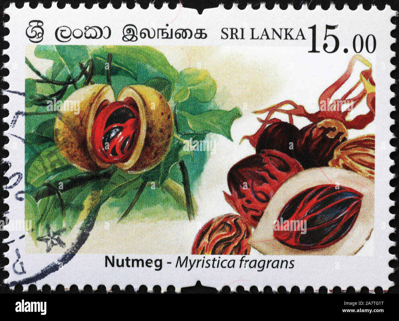 Nutmeg production on stamp of Sri Lanka Stock Photo - Alamy