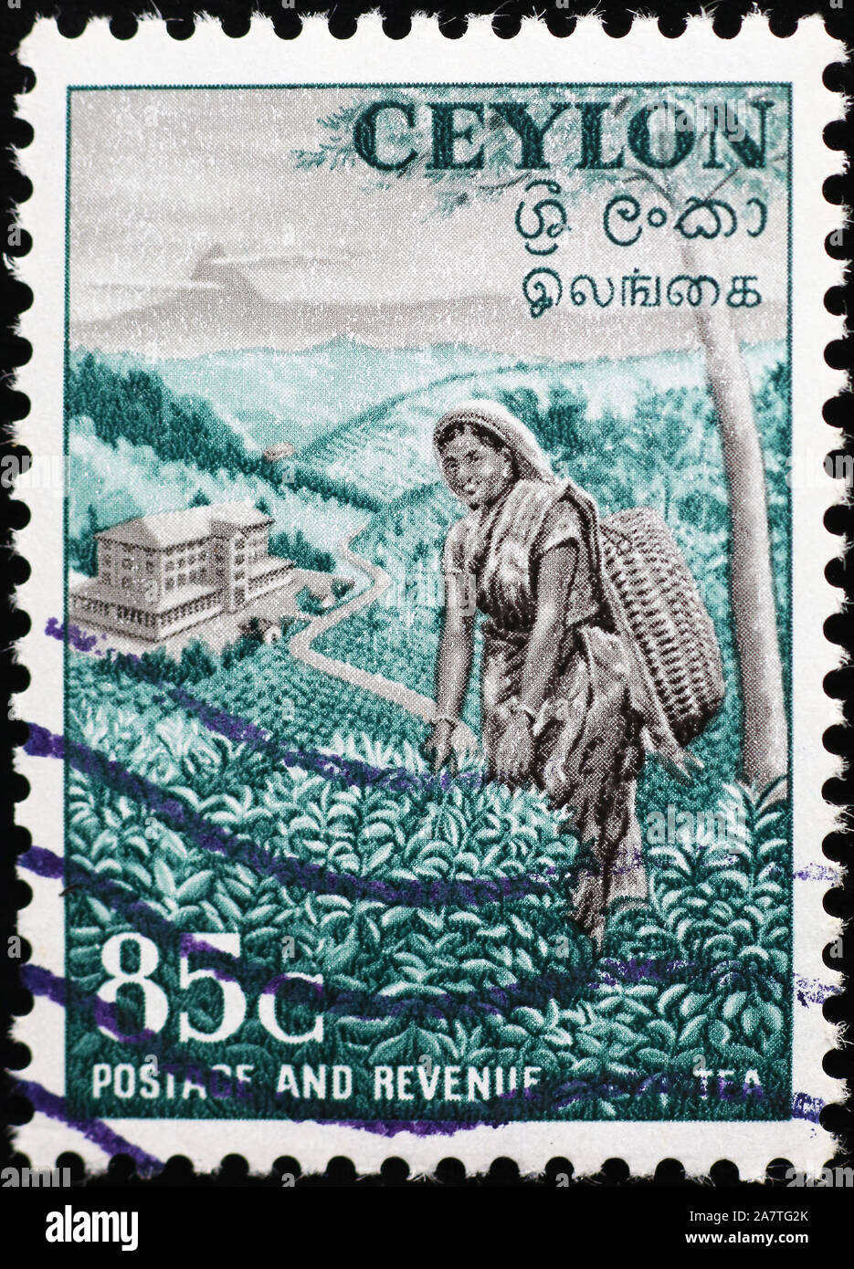 Woman picking tea leaves on vintage stamp of Ceylon Stock Photo - Alamy