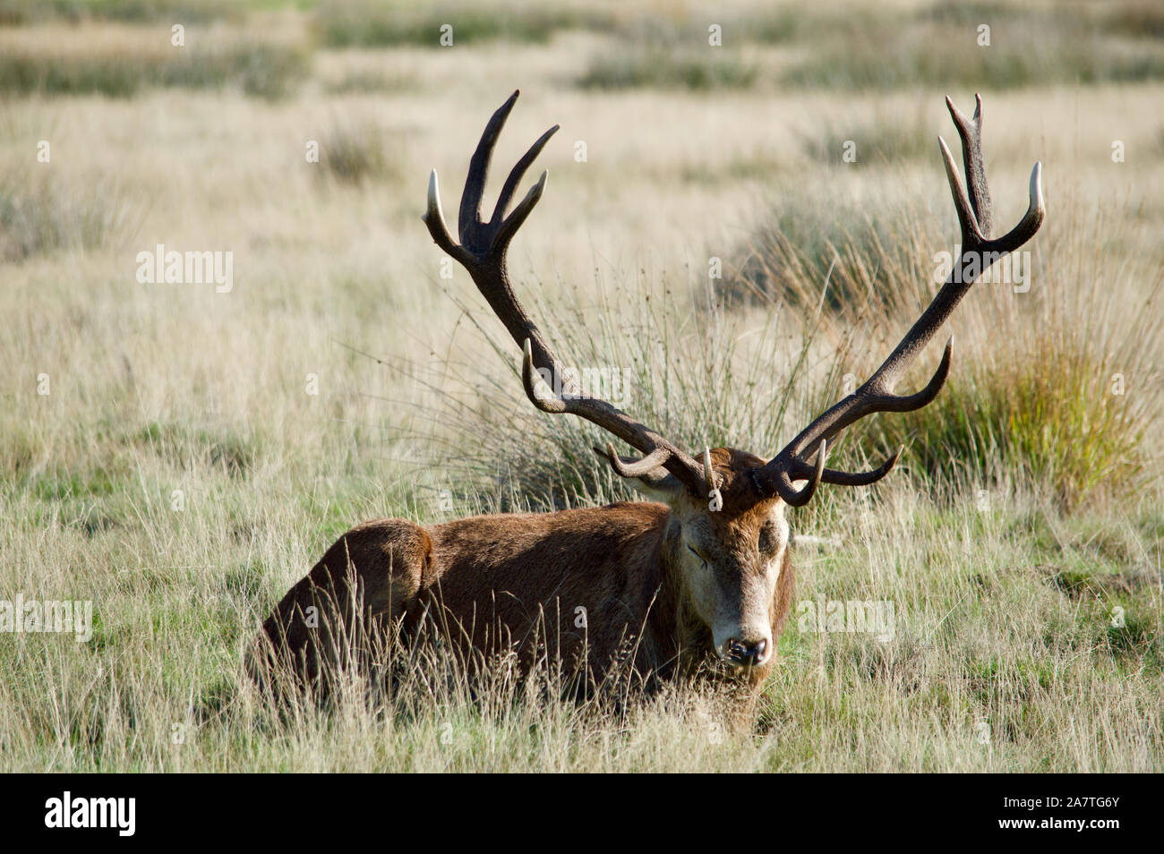 A stag at Richmond Park, UK Stock Photo - Alamy