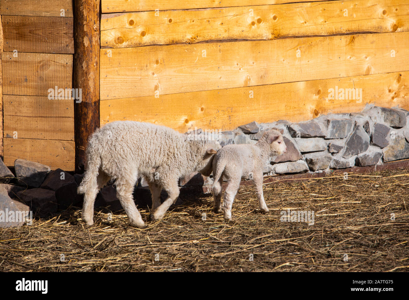 sheep at farm eating hay Stock Photo - Alamy