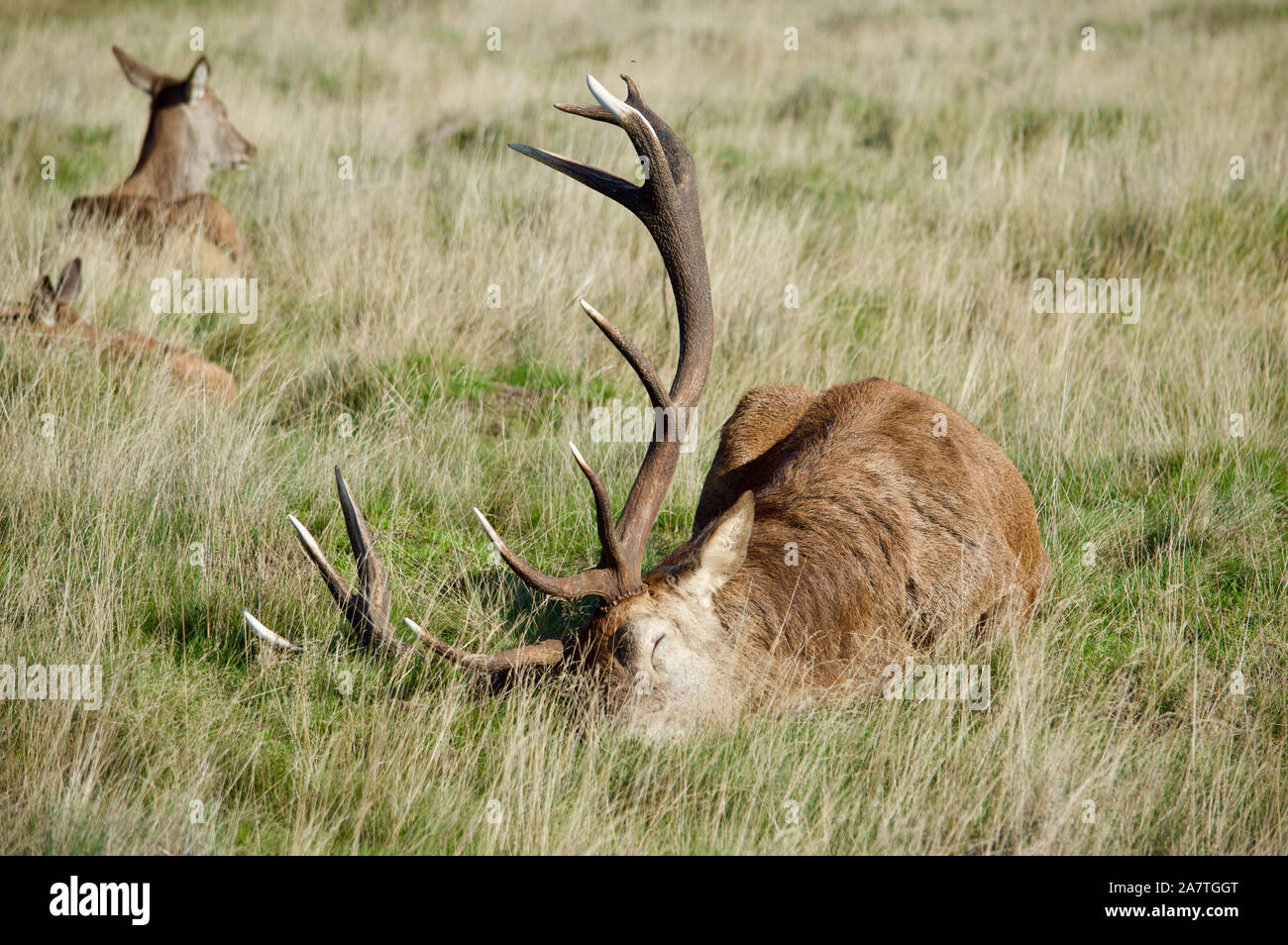 Sleeping red deer hi-res stock photography and images - Alamy
