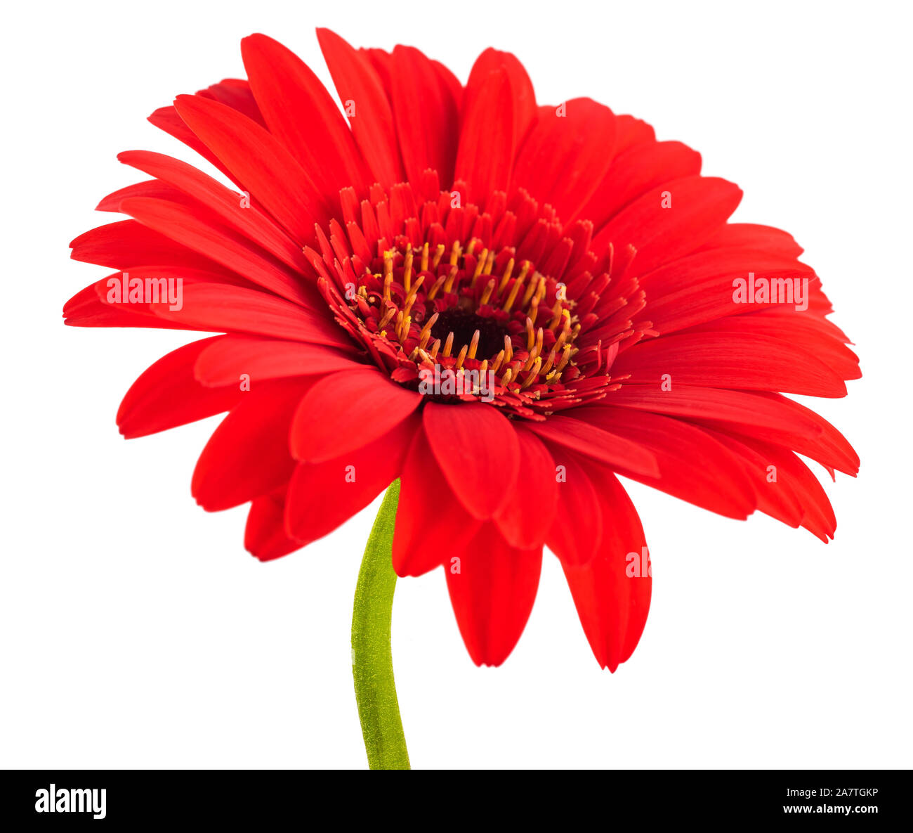 Red Gerbera flower isolated on white background Stock Photo - Alamy
