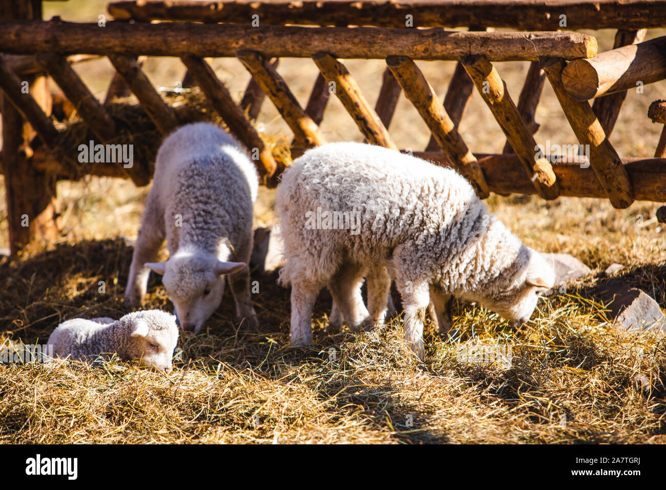 sheep at farm eating hay Stock Photo - Alamy