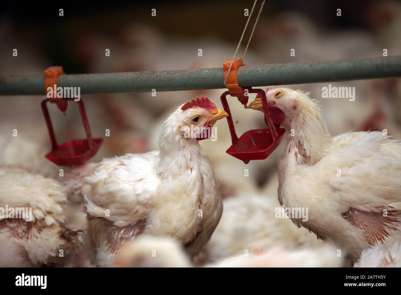 Chicken farming hi-res stock photography and images - Alamy