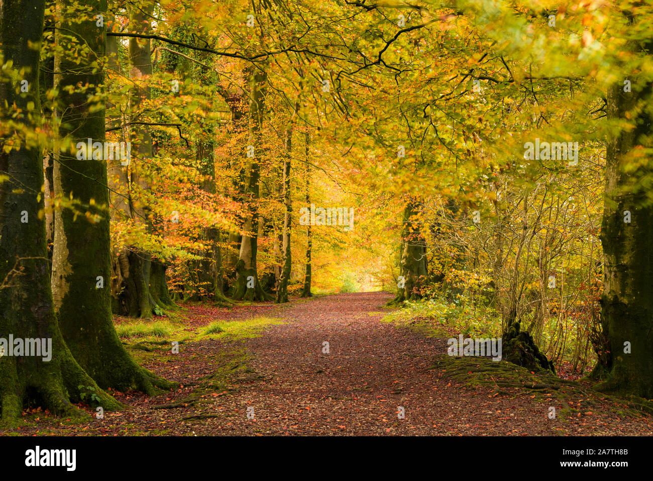 Common Beech trees (Fagus sylvatica) displaying their autumn colour at ...