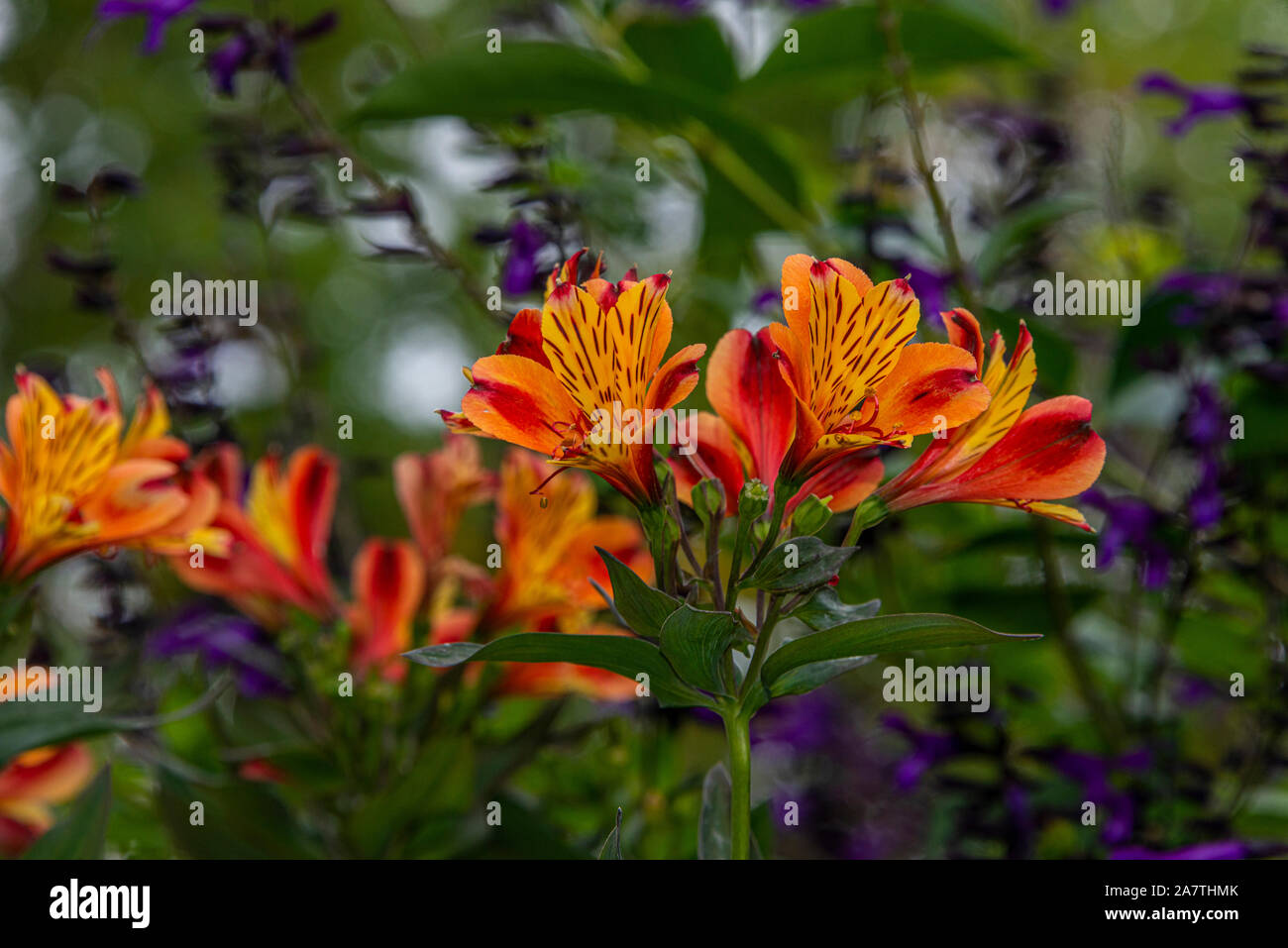 Astra maria hi-res stock photography and images - Alamy