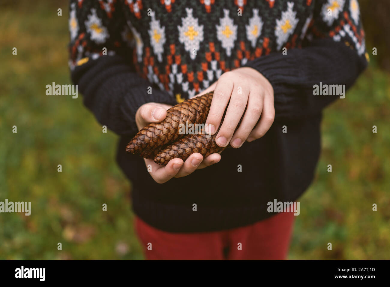 Pinecone in hands hi-res stock photography and images - Alamy