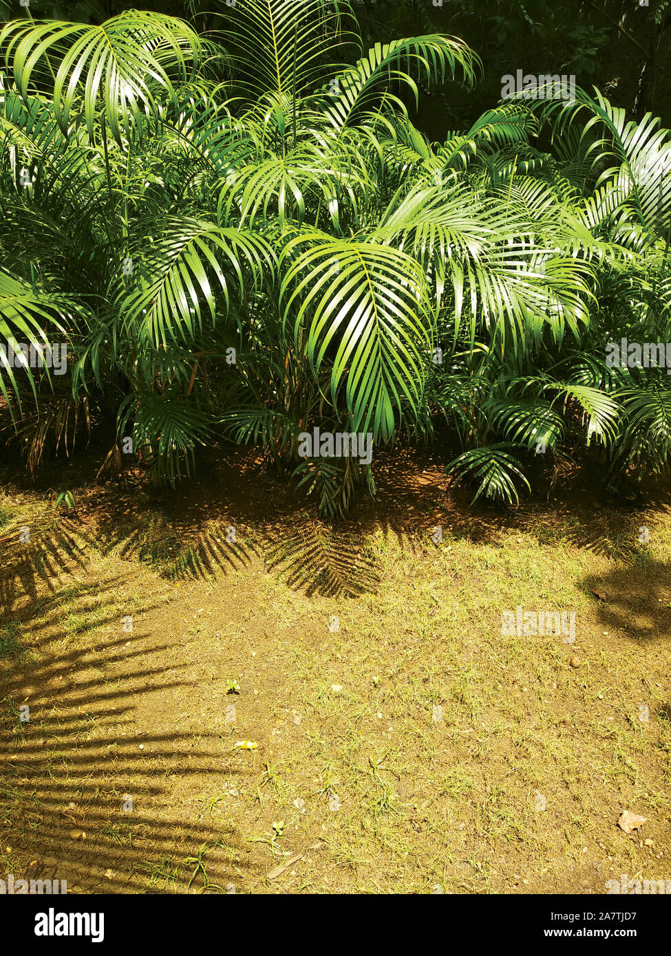 Areca palm house plant hi-res stock photography and images - Alamy