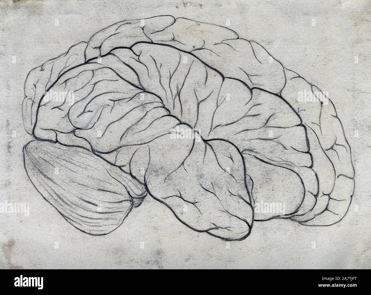 Brain diagram frontal lobe hi-res stock photography and images - Alamy