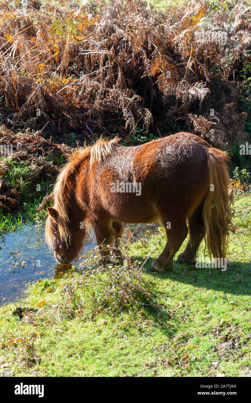 Shetland pony living wild and drinking from a stream and living wild in ...