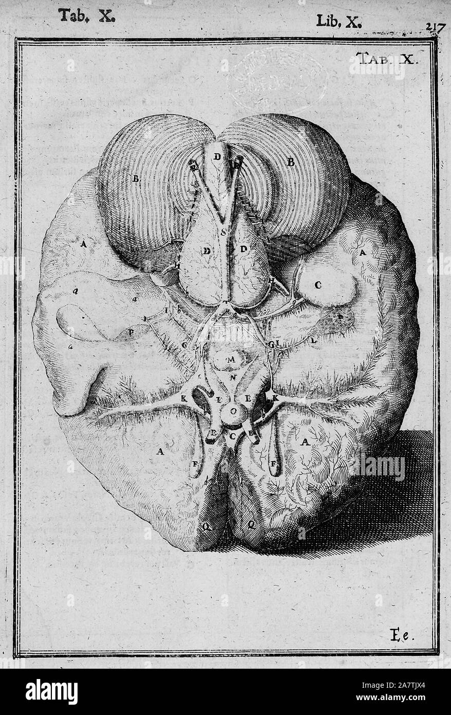 Tabulae Anatomicae High Resolution Stock Photography and Images - Alamy