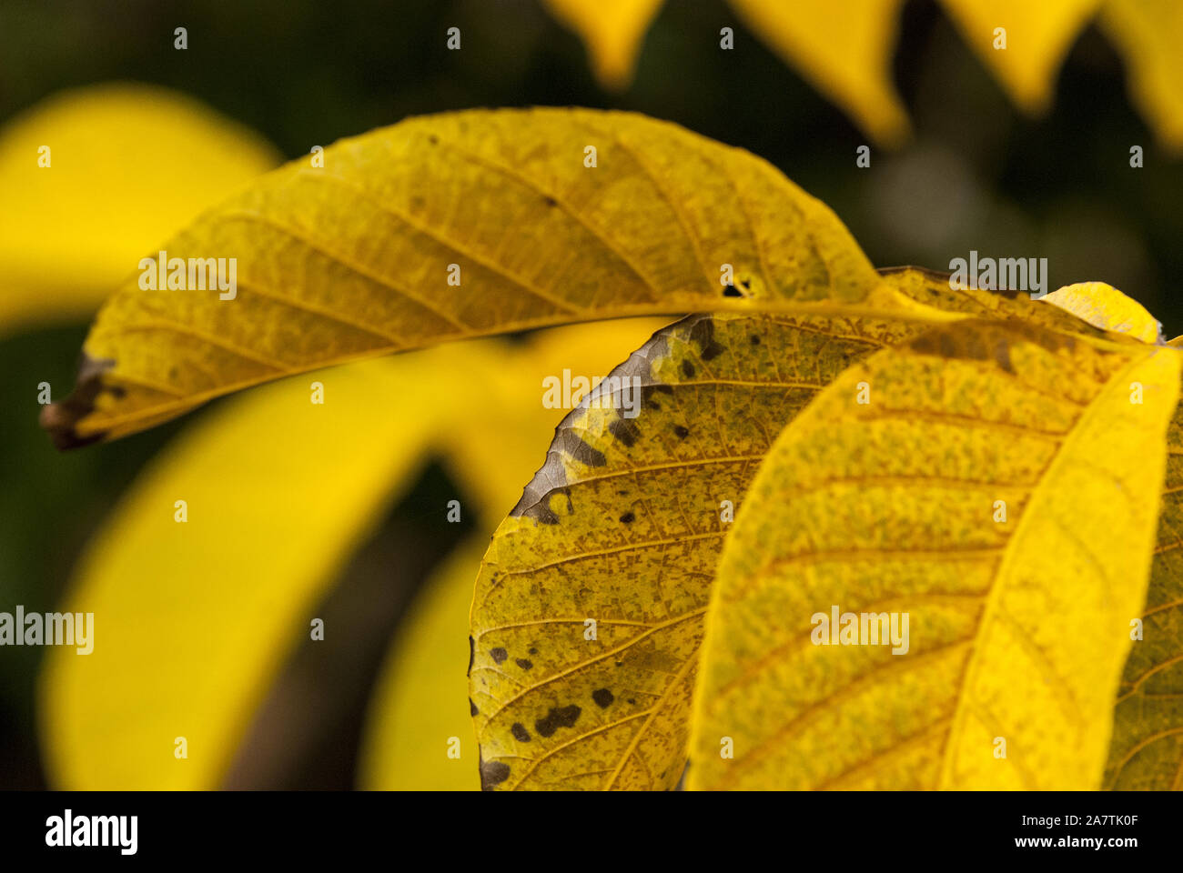 Leaves walnut tree in sun hi-res stock photography and images - Alamy