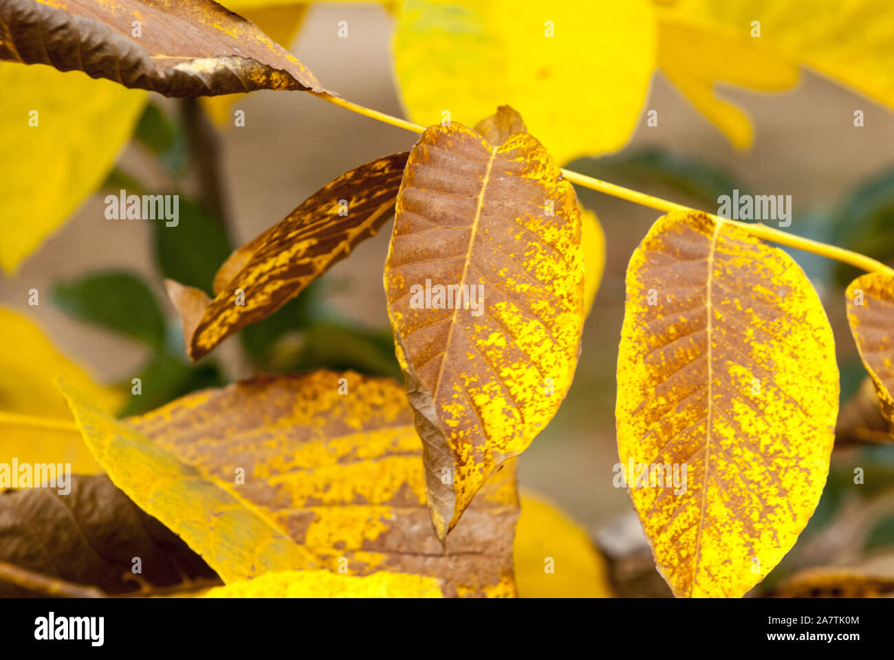 Leaves walnut tree in sun hi-res stock photography and images - Alamy