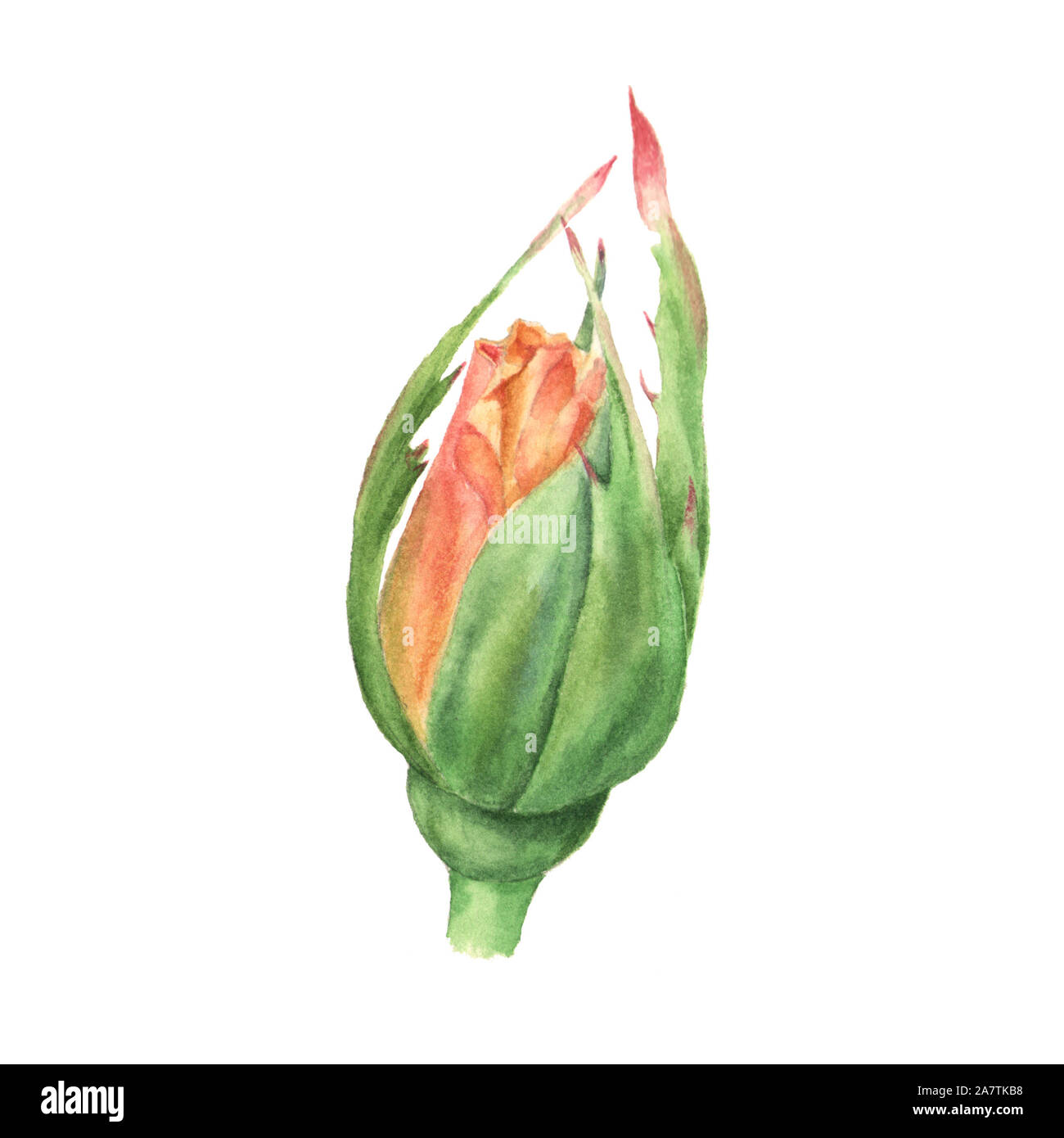 Rose bud. Hand-drawn watercolor botanical illustration. Realistic ...