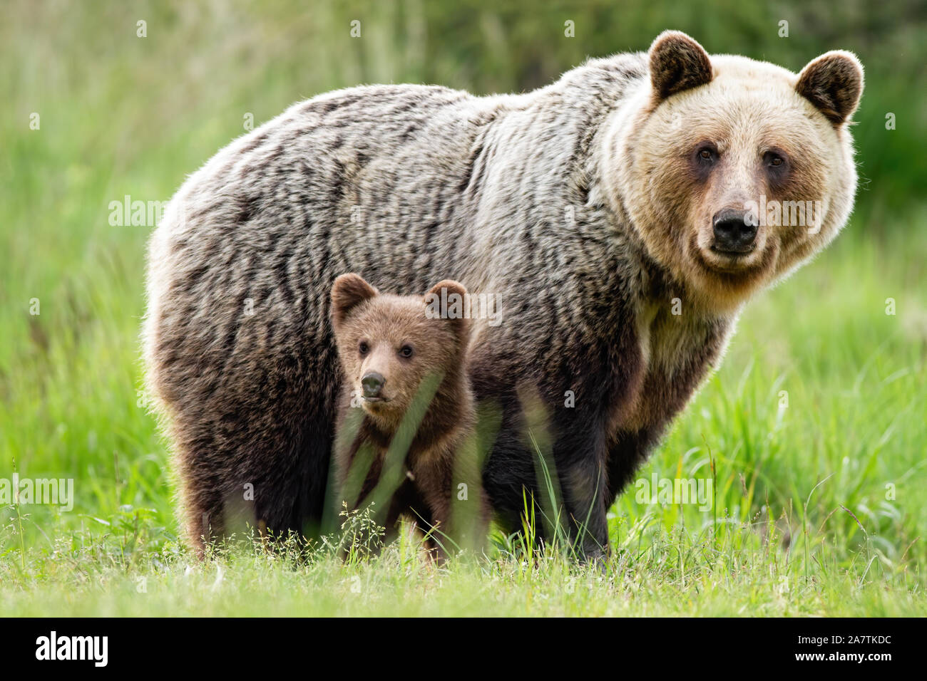 A caring she-bear protecting her little cub from danger Stock Photo - Alamy